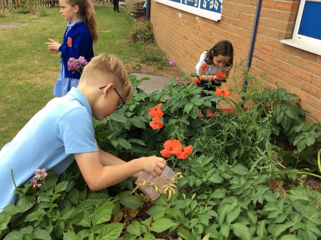 Patrington Church of England Primary Academy » Year 3 Science ...